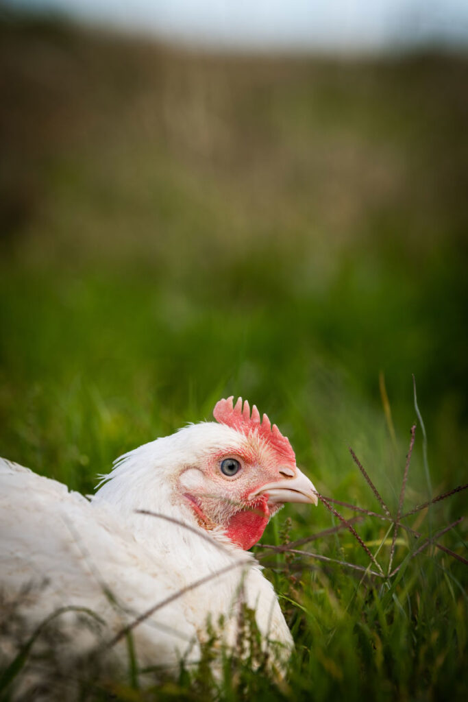 Australia's Finest Organic Chickens and Turkeys | Enviroganic Farm