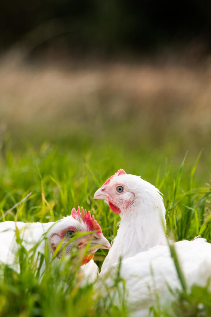 Australia's Finest Organic Chickens and Turkeys | Enviroganic Farm